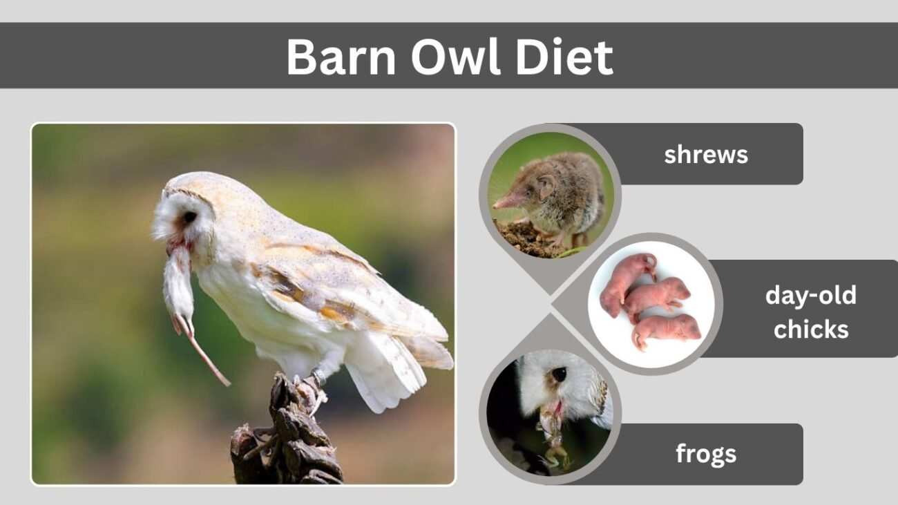 Barn Owl Diet: What Do Barn Owls Eat and How They Hunt