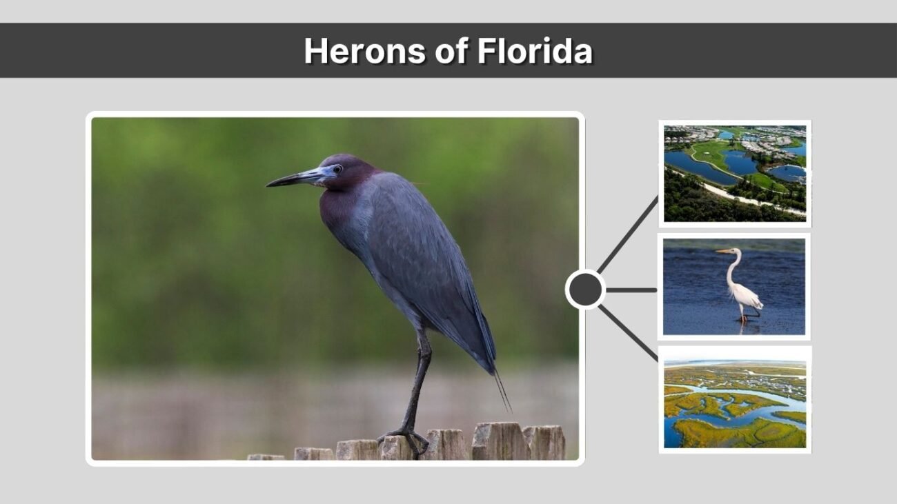 Green Heron: Identification, Habitat, Diet, and Behavior
