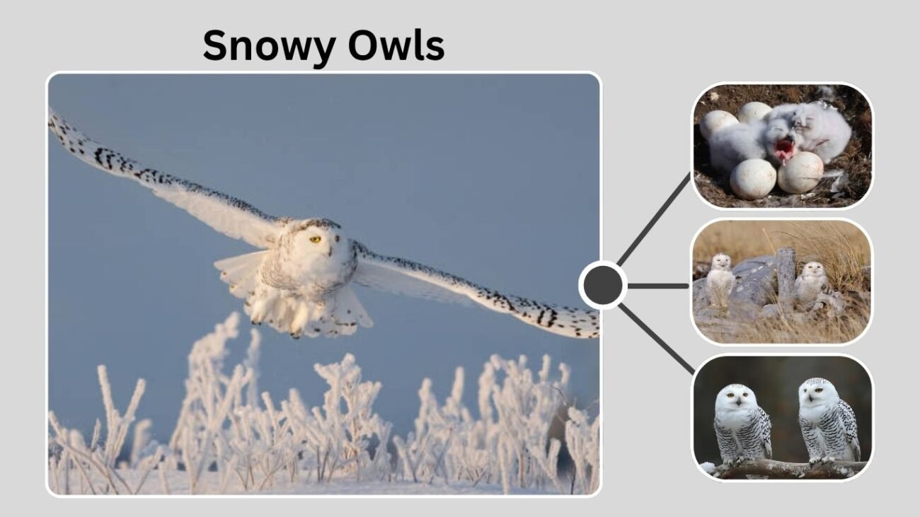 Snowy Owls: Where They Live, Habitat, and Lifespan
