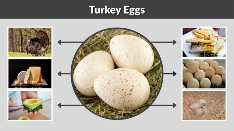Female Turkeys: Identification, Behavior, and Facts