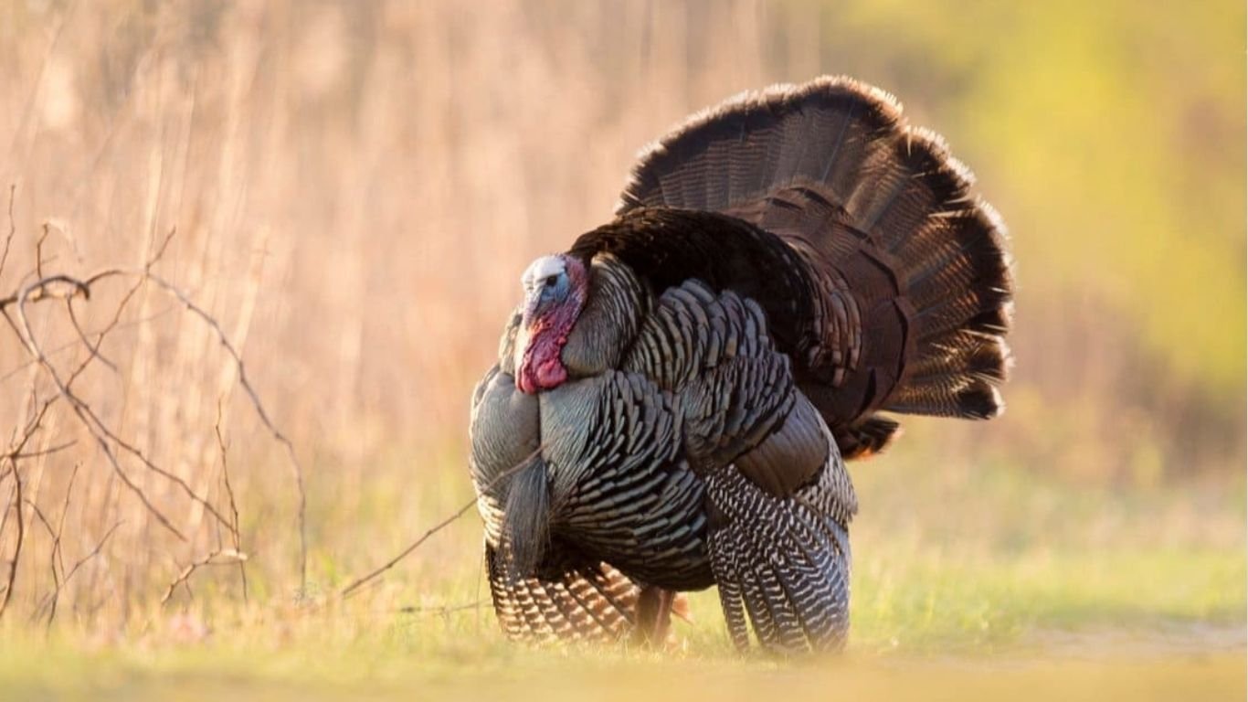 Male vs Female Turkey: Key Differences Identifications