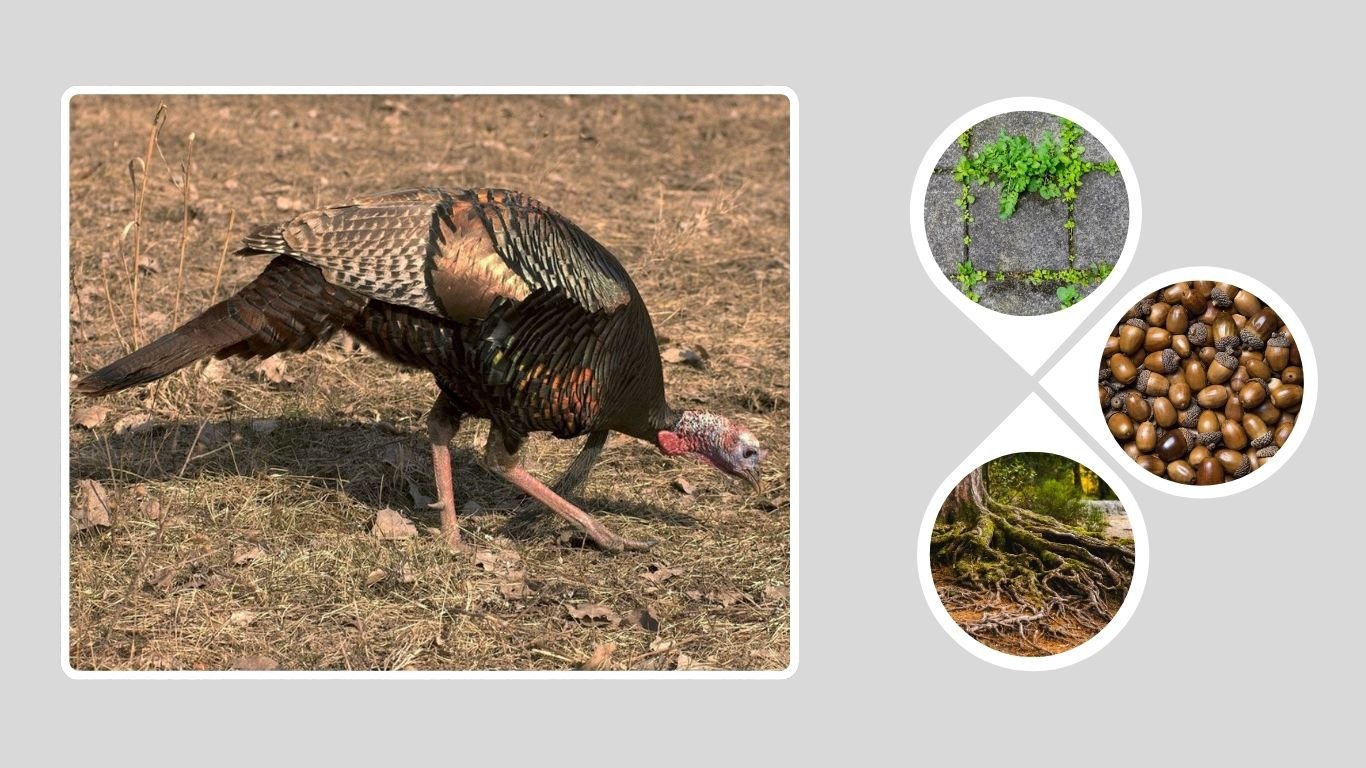 What Do Turkeys Eat? Complete Guide to Wild, Baby & Seasonal Turkey Diets