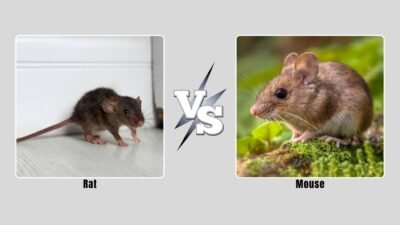 Rat vs Mouse: Key Differences, Droppings, Size & Identification Tips