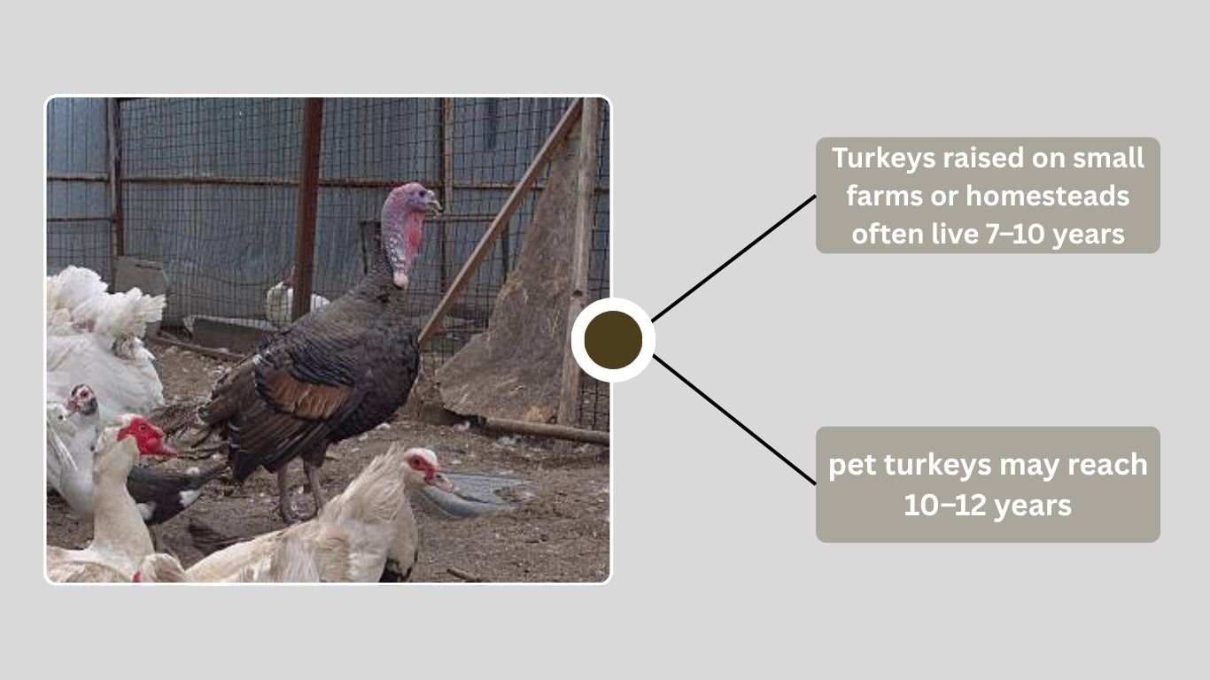 How Long Do Turkeys Live? Lifespans of Wild, & Commercial Turkeys