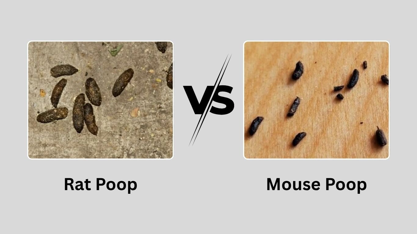 Rat Poop vs Mouse Poop: How to Tell the Difference