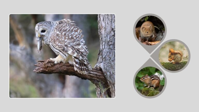 What Do Barred Owls Eat: Diet, Hunting Habits, and Prey Facts
