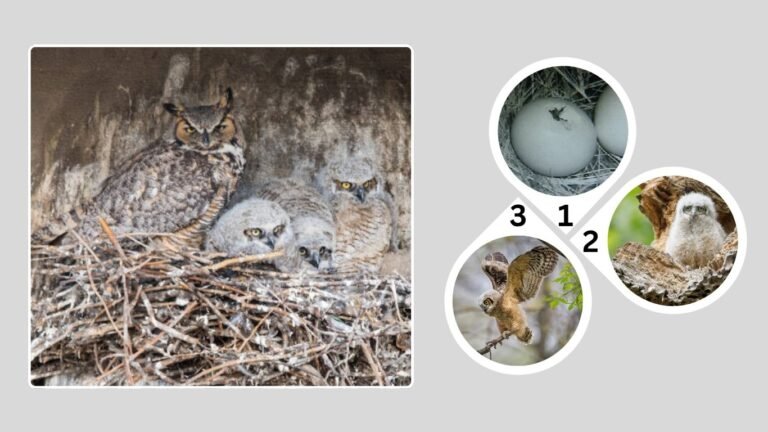 Great Horned Owl: Life Cycle, Growth, and Lifespan