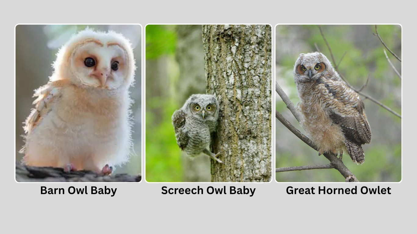 Baby Owl: Sounds, Sleep Habits, and Adorable Facts