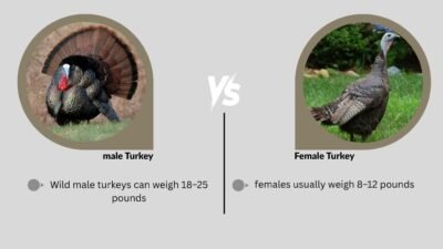 Male vs Female Turkey: Key Differences Identifications