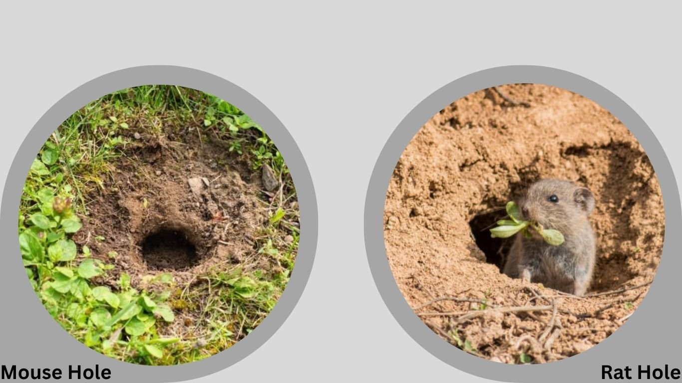 Rat vs Mouse: Key Differences, Droppings, Size & Identification Tips