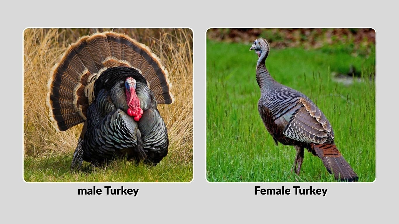 Male vs Female Turkey: Key Differences Identifications