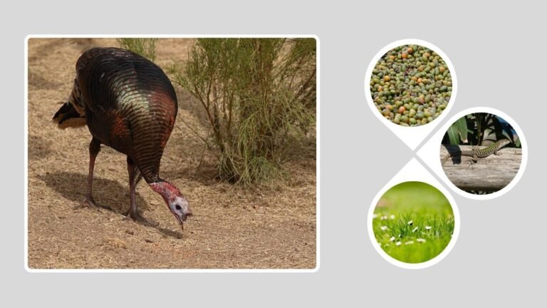 What Do Turkeys Eat? Complete Guide to Wild, Baby & Seasonal Turkey Diets