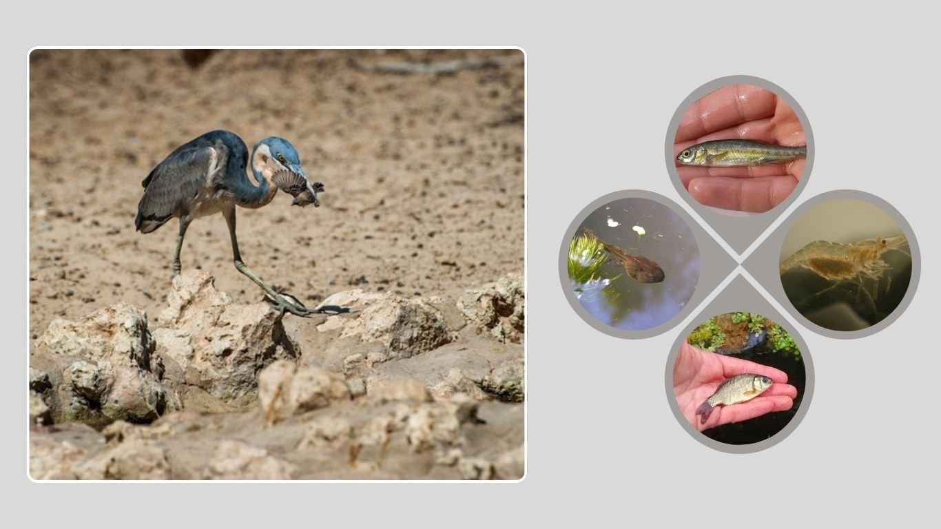 What Do Herons Eat? (A Complete Guide to Their Diet and Feeding Habits)