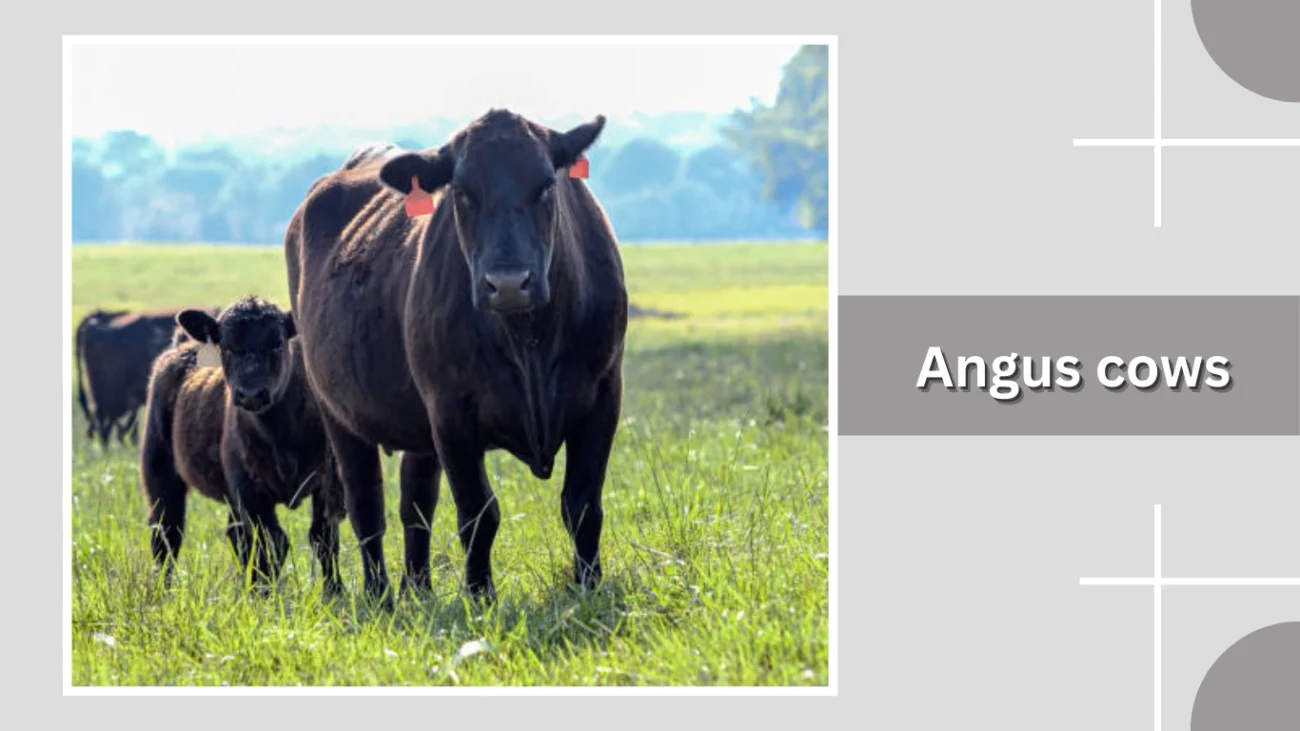 30 Common Types of Cows: Identification with Picture