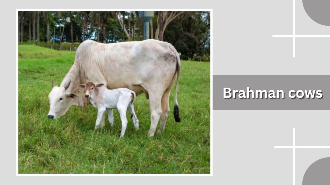 30 Common Types of Cows: Identification with Picture