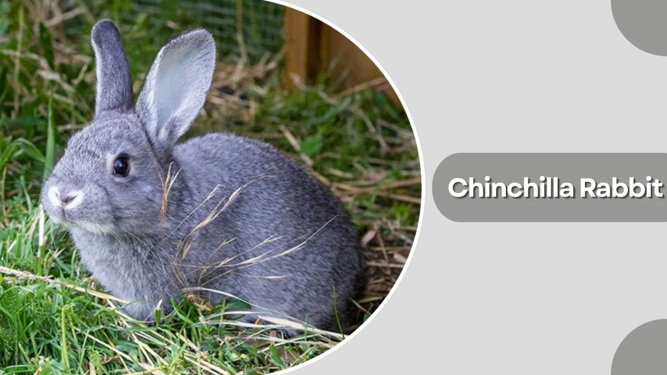 35 Types of Rabbit Breeds: Identification with Picture