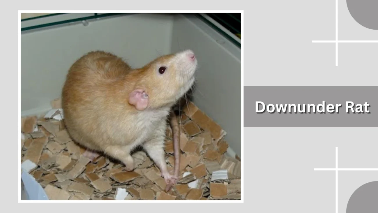 15 Types of Fancy Rats: Popular Varieties Every Owner Should Know