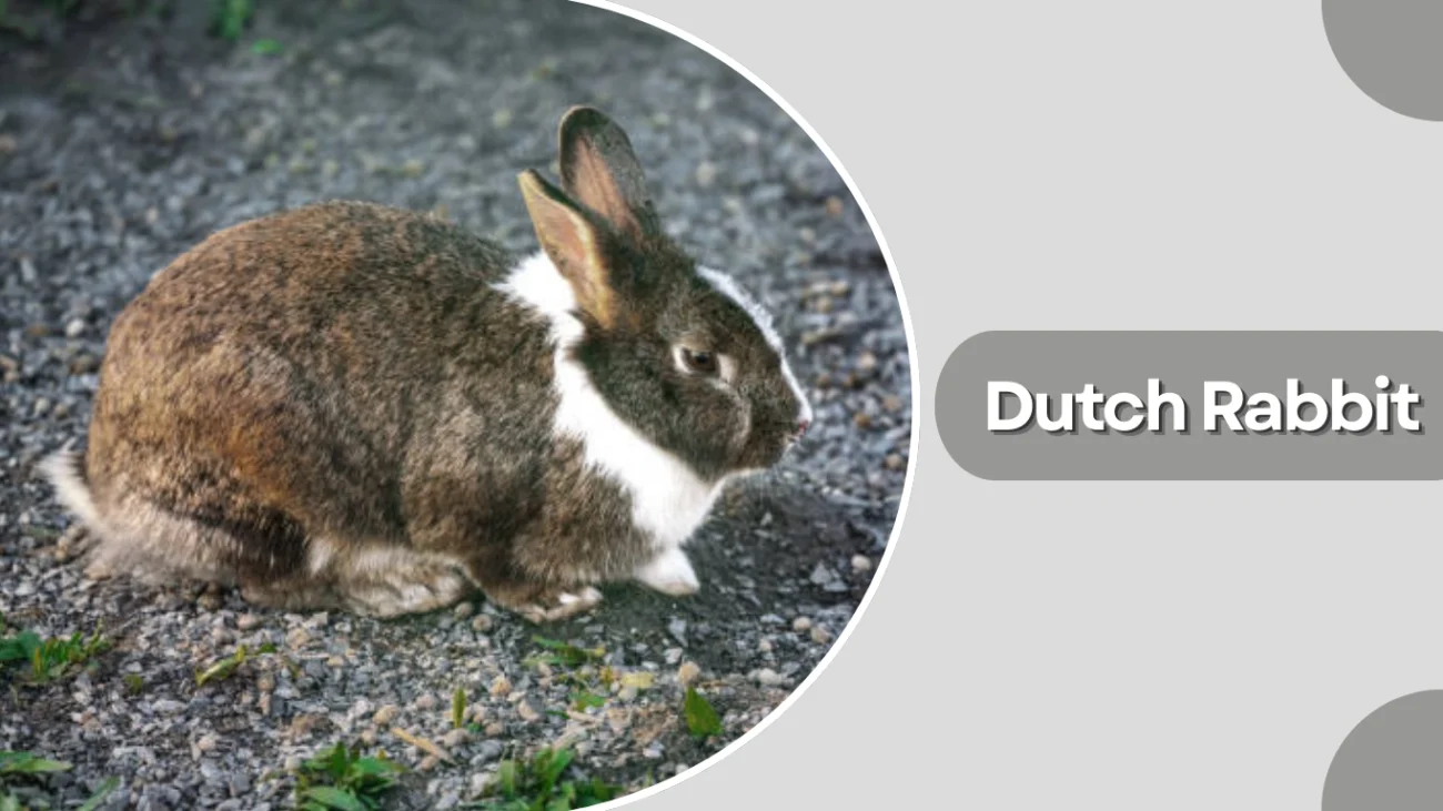 35 Types of Rabbit Breeds: Identification with Picture