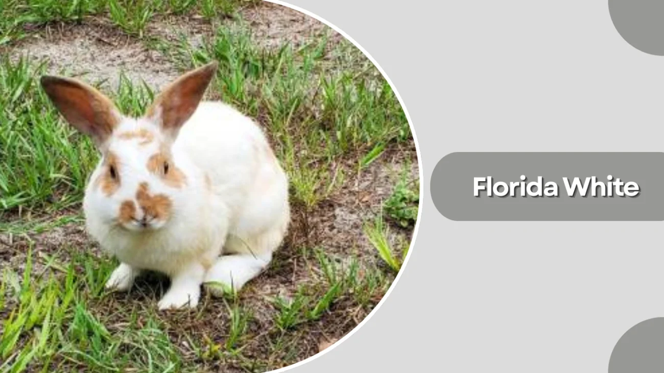 35 Types of Rabbit Breeds: Identification with Picture