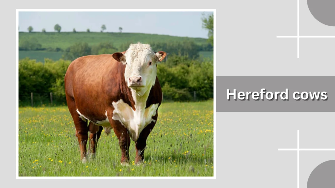 30 Common Types of Cows: Identification with Picture