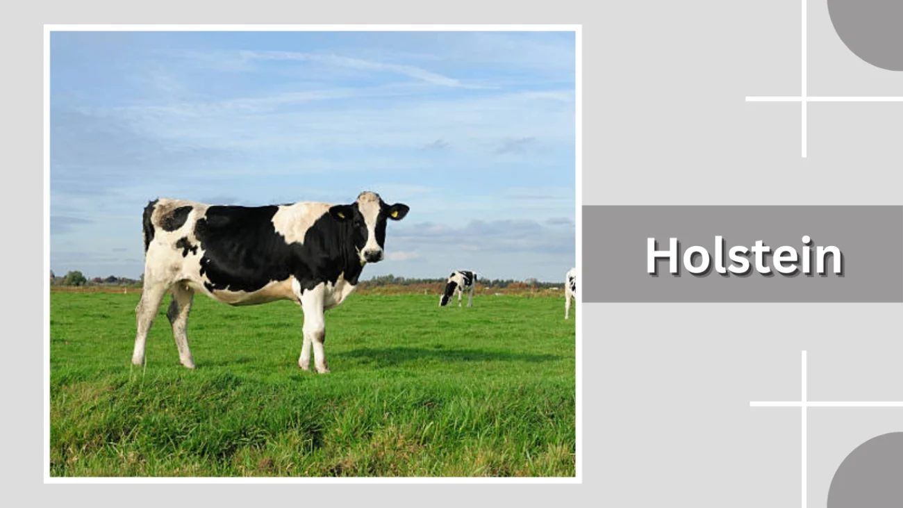 30 Common Types of Cows: Identification with Picture