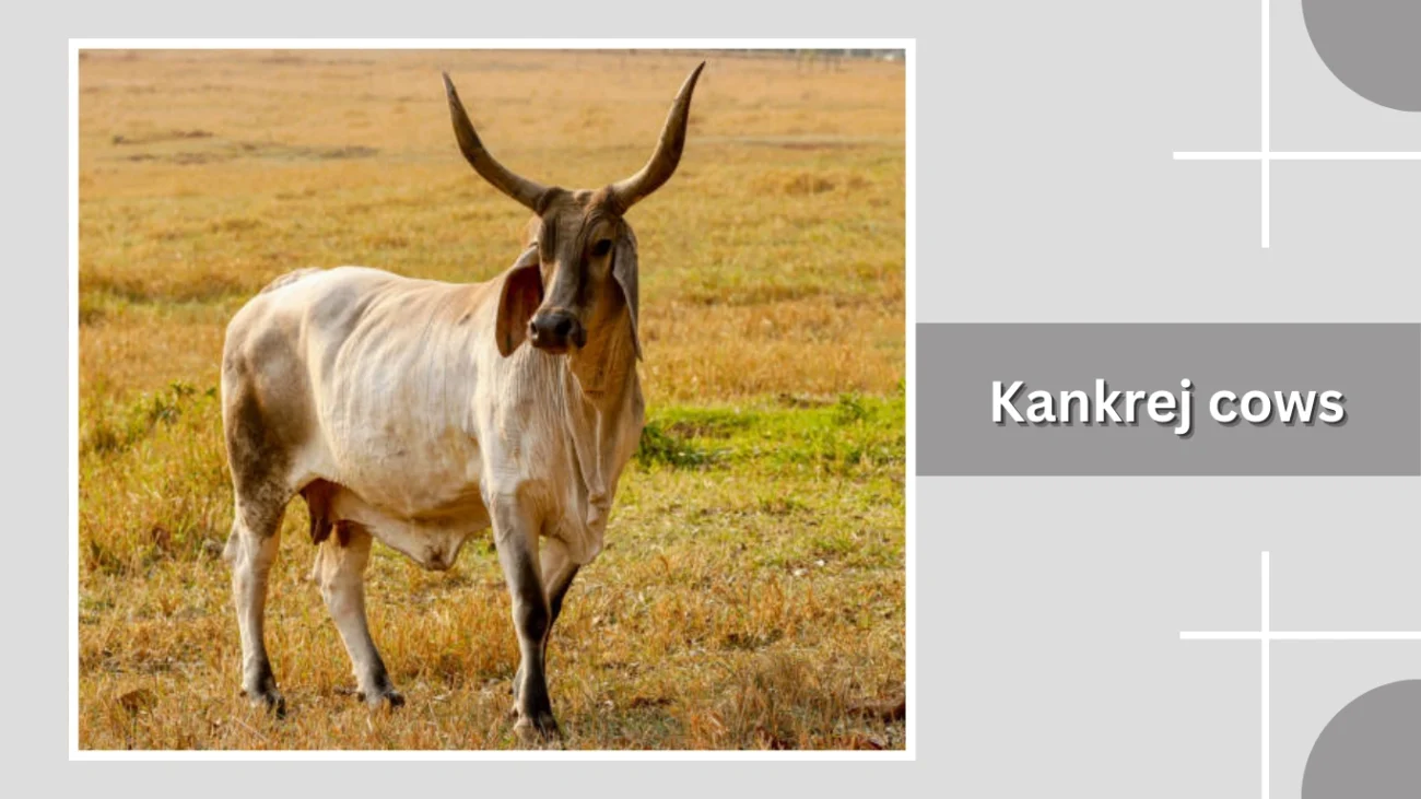 30 Common Types of Cows: Identification with Picture