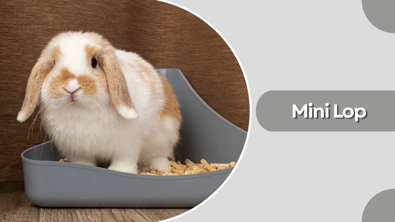 35 Types of Rabbit Breeds: Identification with Picture