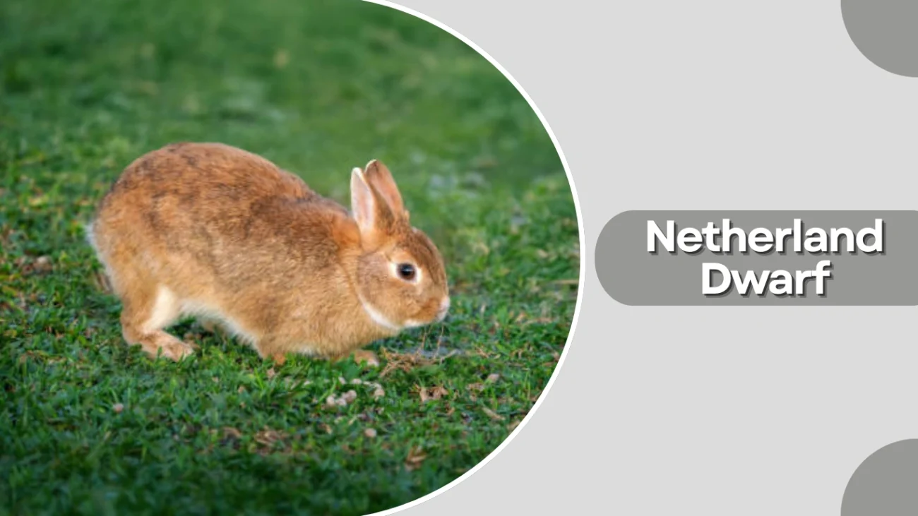 35 Types of Rabbit Breeds: Identification with Picture
