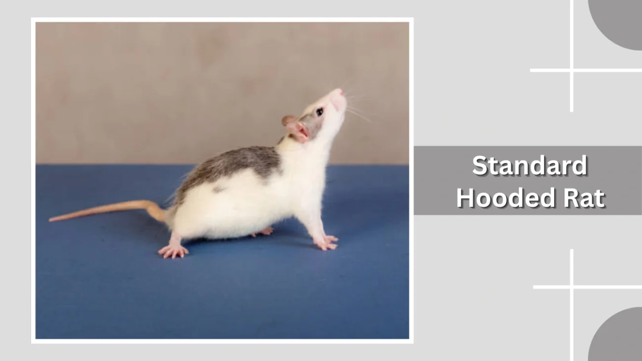 15 Types of Fancy Rats: Popular Varieties Every Owner Should Know