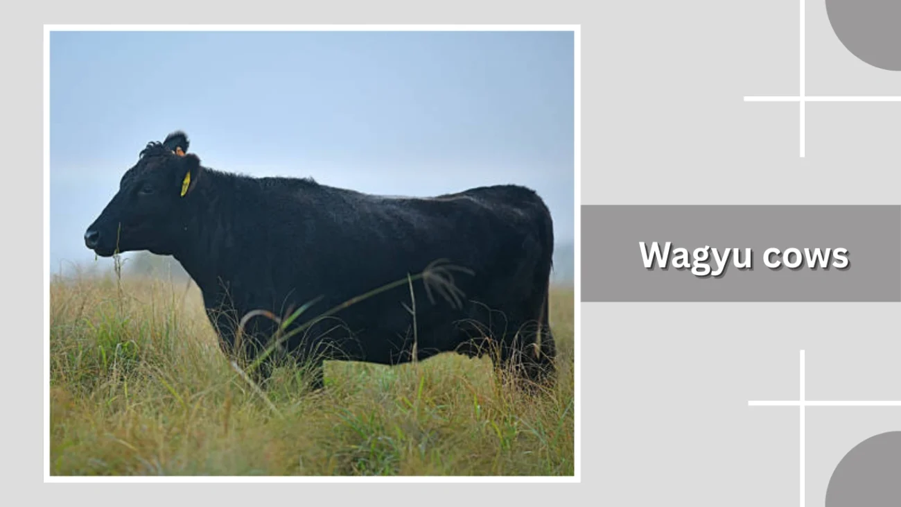 30 Common Types of Cows: Identification with Picture