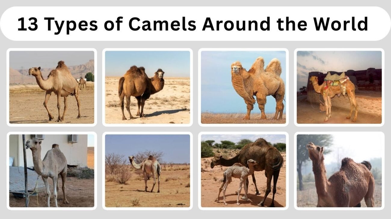 13 Types of Camels Around the World: Habitat, DI with Pictures