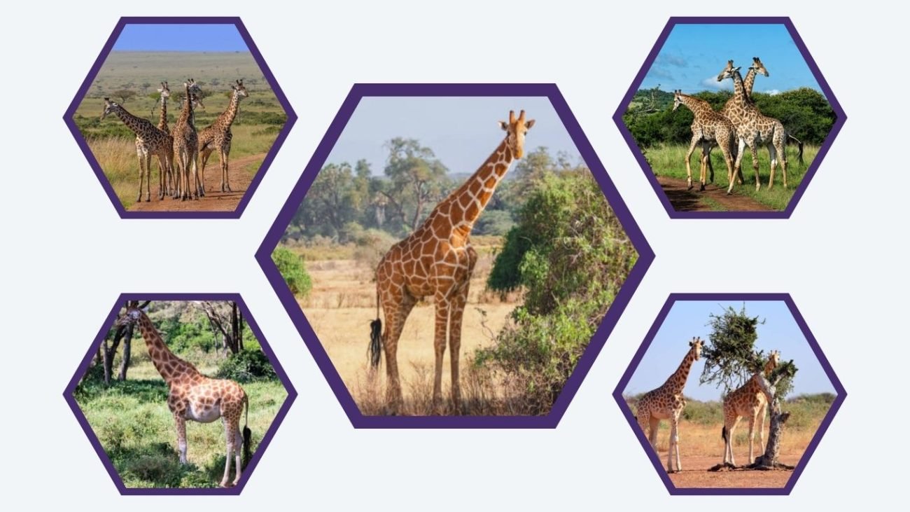 6 Types of Giraffe : Identification with Pictures