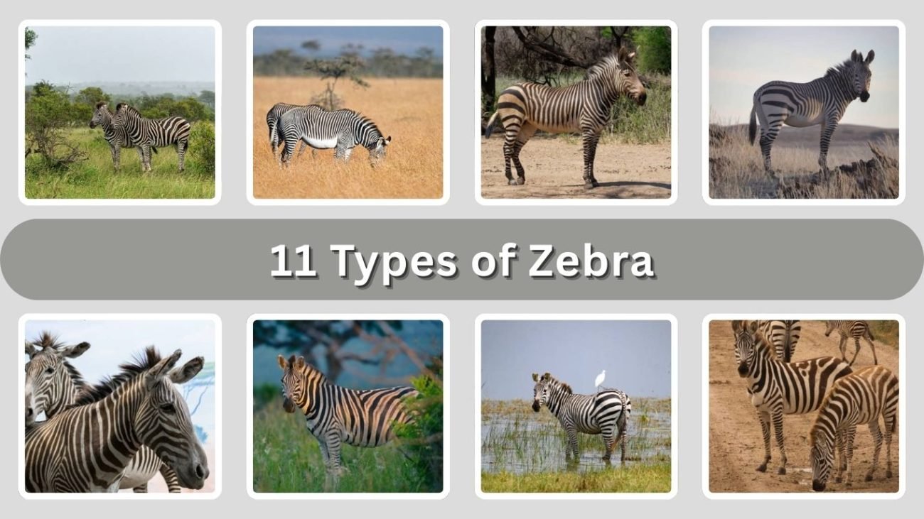 11 Types of Zebra: Identification with Pictures