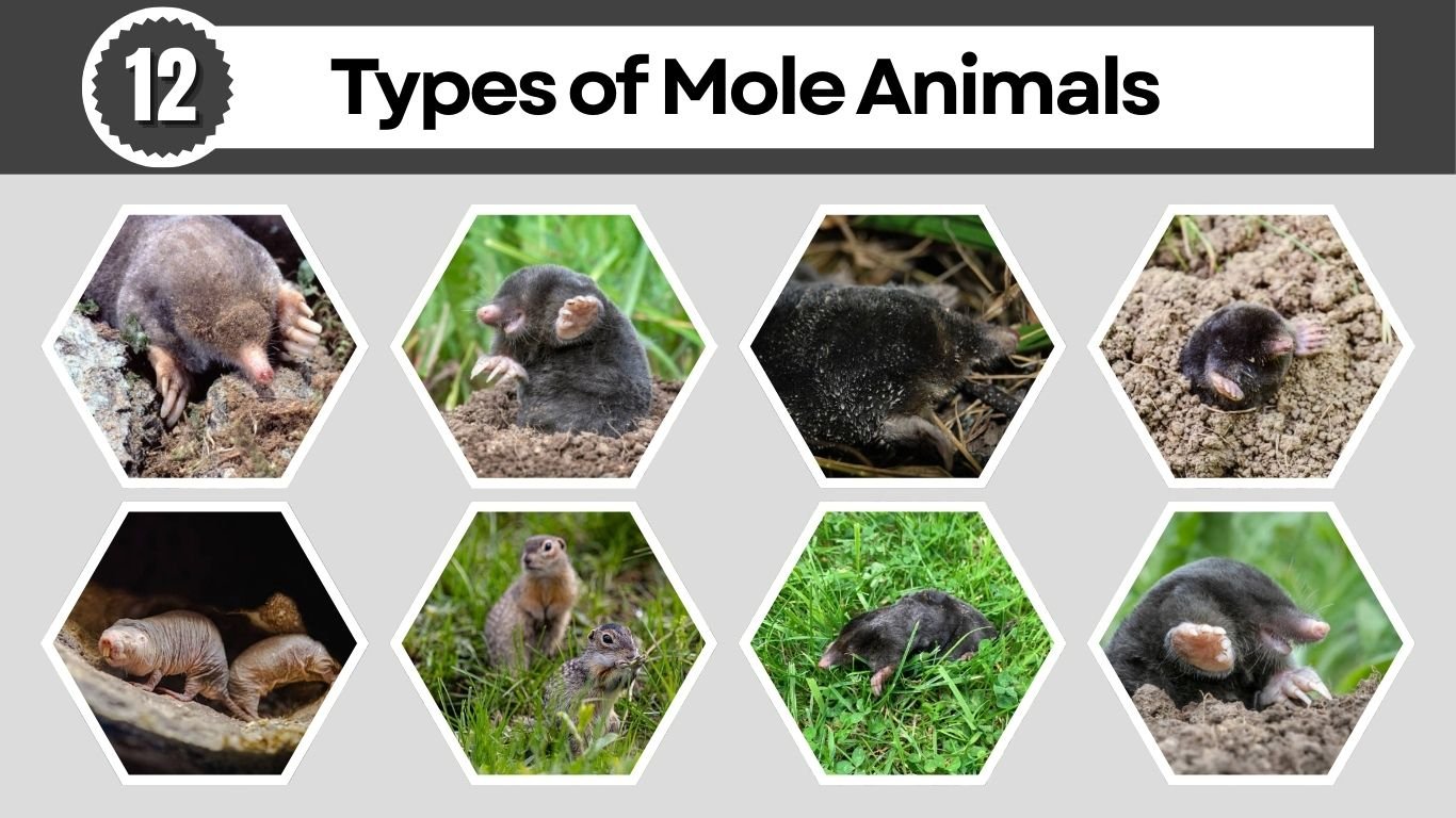 12 Types Of Mole Animals Habitat Behaviors Id With Pictures