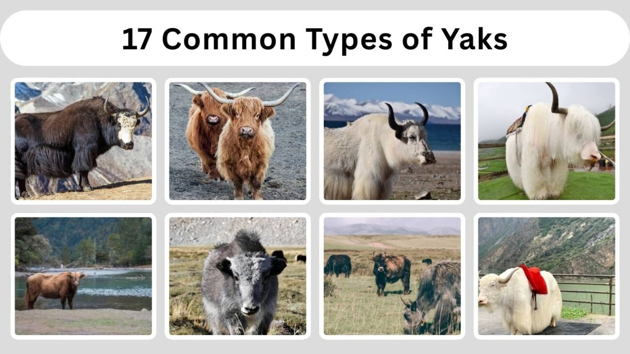 17 Common Types of Yaks Found Across High-Altitude Regions