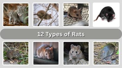 What Do Rats Eat: Complete Diet Guide for Wild & Pet Rats