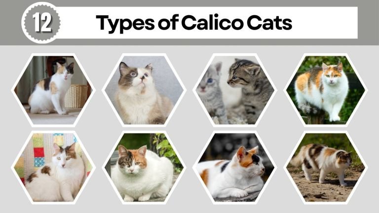12 Types of Calico Cats: Patterns, Regional Variations, and Species
