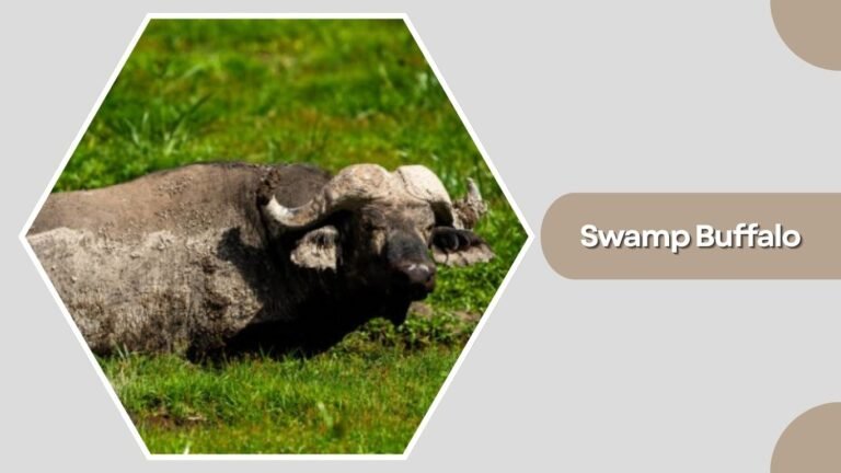17 Common Types of Buffalo: Identification with Pictures