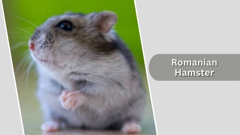 16 Types of Hamster: Different Species Identification with Pictures