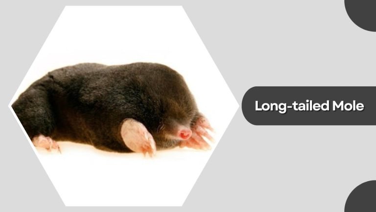 12 Types of Mole Animals: Habitat, Behaviors, Id with Pictures