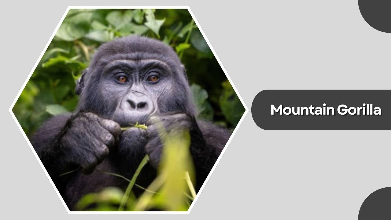 23 Types of Apes: Habitat, Digest, Lifecycle, ID with Pictures