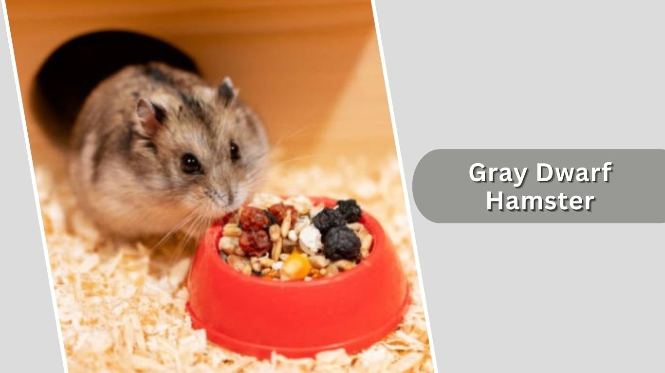 16 Types of Hamster: Different Species Identification with Pictures