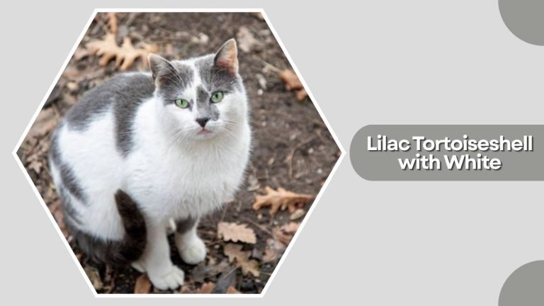 17 Types of Tortoiseshell Cats: All Variations and Color Patterns