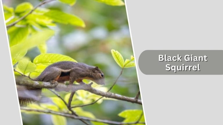 27 Types of Squirrel: Different species identification with Pictures