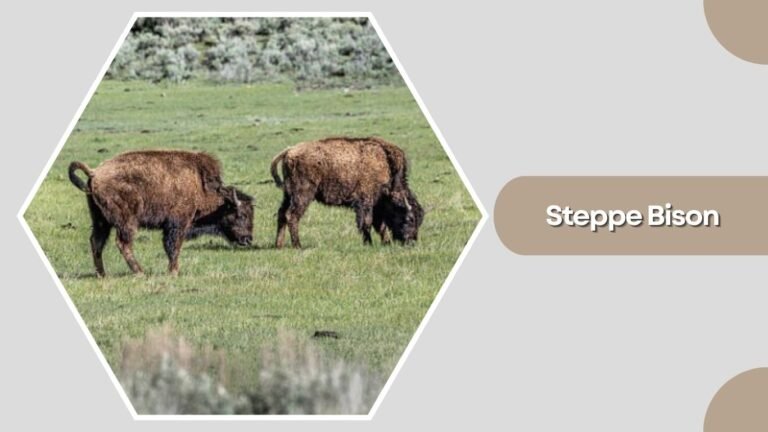 17 Common Types of Buffalo: Identification with Pictures