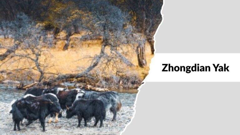 17 Common Types of Yaks Found Across High-Altitude Regions