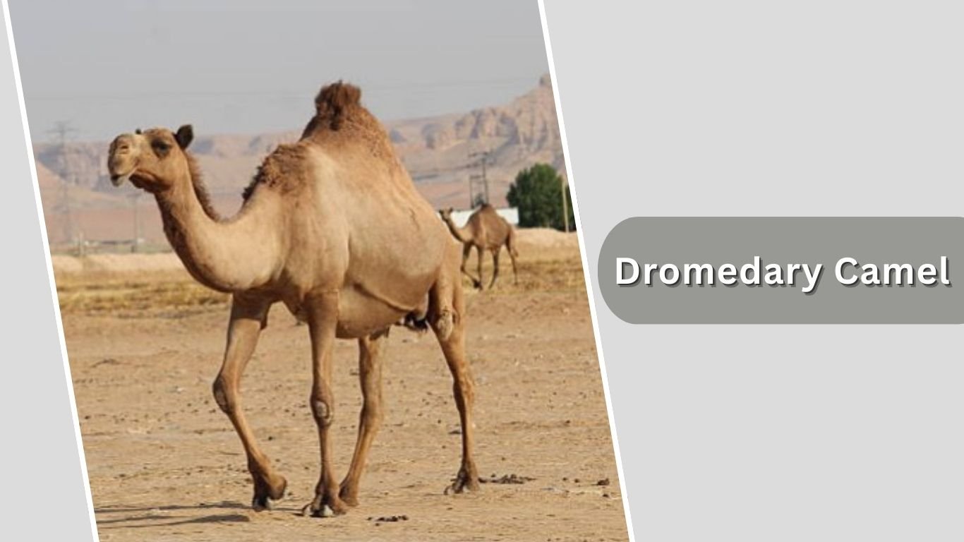 13 Types of Camels Around the World: Habitat, DI with Pictures