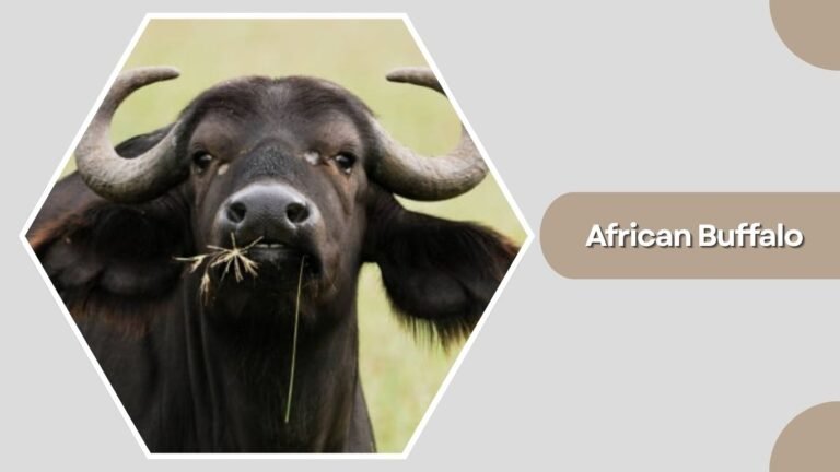17 Common Types of Buffalo: Identification with Pictures