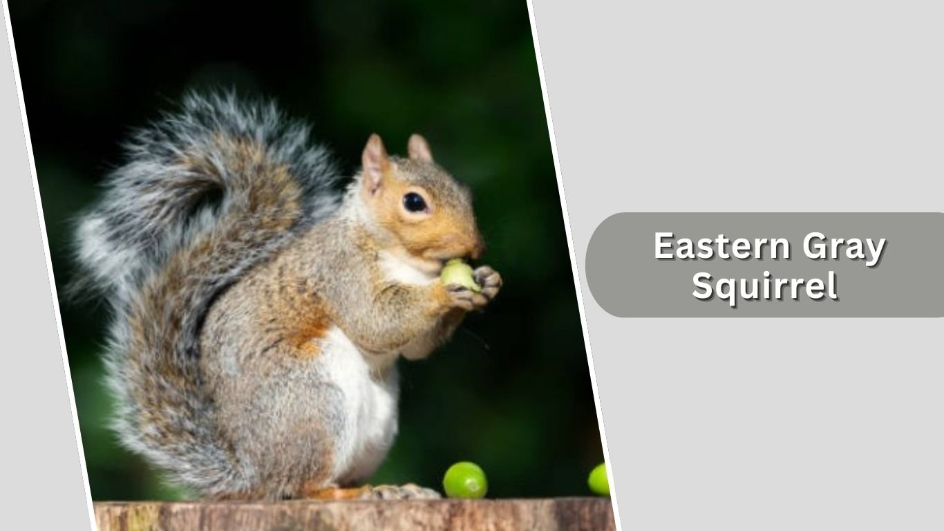27 Types of Squirrel: Different species identification with Pictures