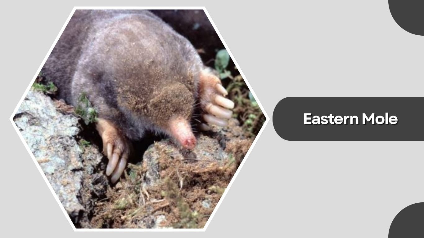 12 Types of Mole Animals: Habitat, Behaviors, Id with Pictures